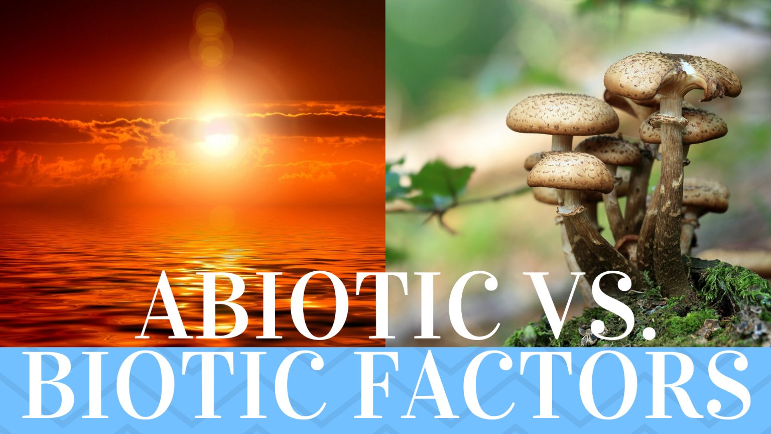 Abiotic And Biotic Factors Components Science Trends
