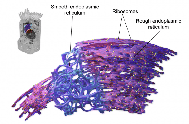 Plant Cell Diagram - Science Trends