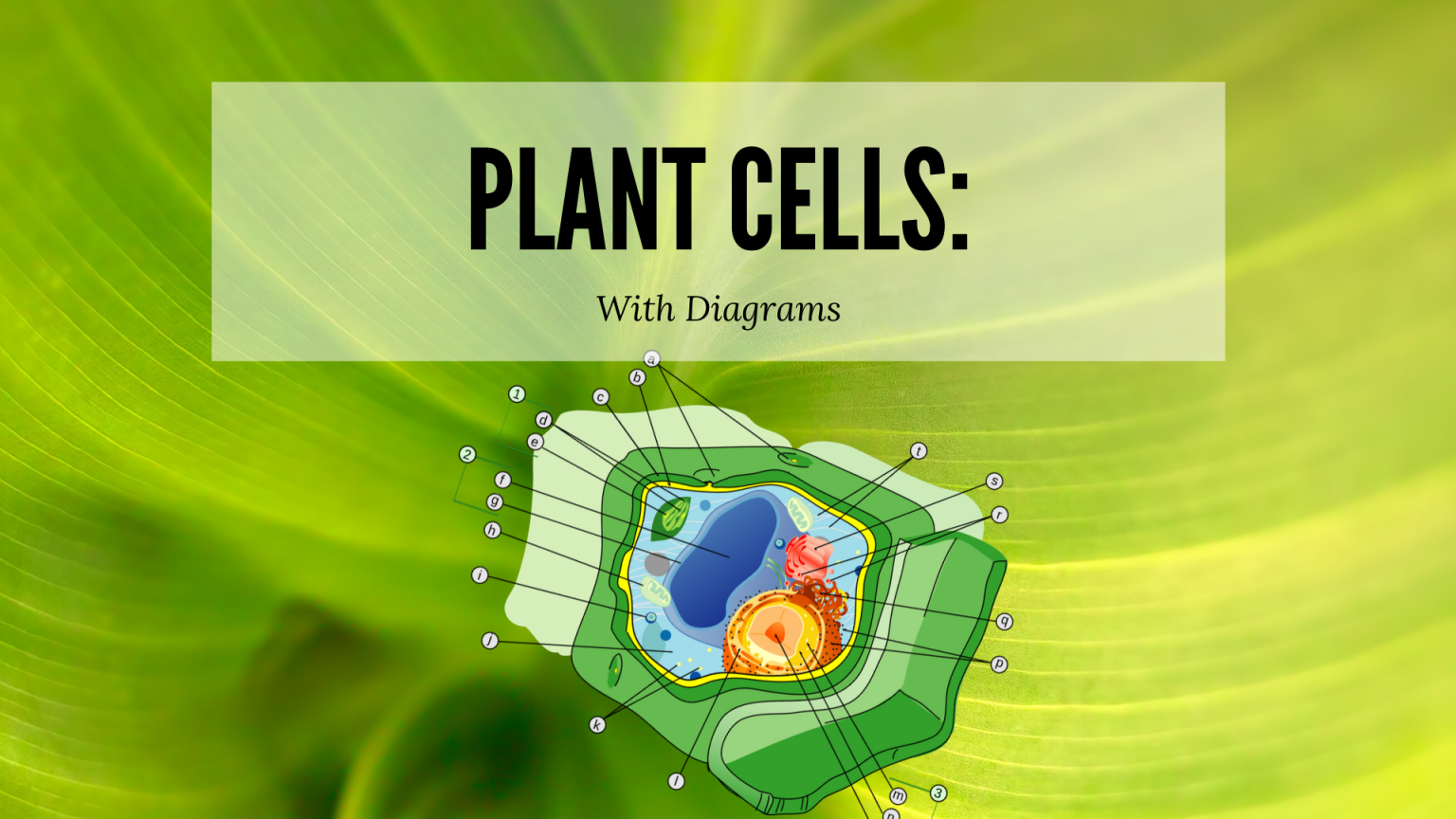 Plant Cell Diagram - Science Trends