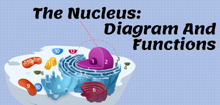 Function Of The Nucleus - Science Trends
