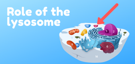 What Is The Function Of Lysosomes - Science Trends