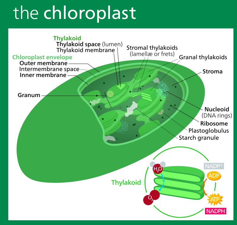 Plant Cell Diagram - Science Trends