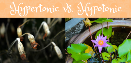 Hypertonic Vs Hypotonic Vs Isotonic - Science Trends