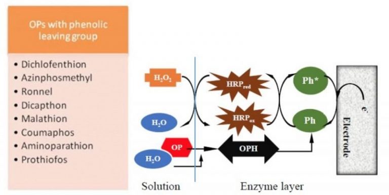 A New Approach To The Electrochemical Detection Of Organophosphorus ...