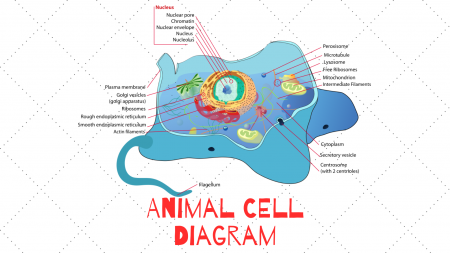 Animal Cell Diagram - Science Trends