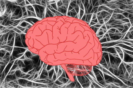 All 12 Cranial Nerves And Their Function | Science Trends