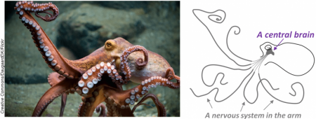 The Neural Network Of An Octopus Arm - Science Trends