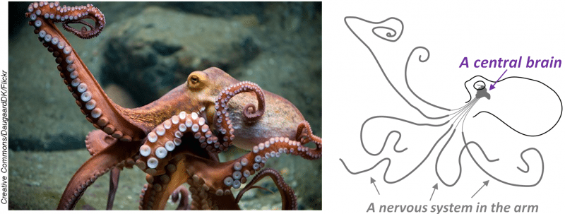 The Neural Network Of An Octopus Arm - Science Trends