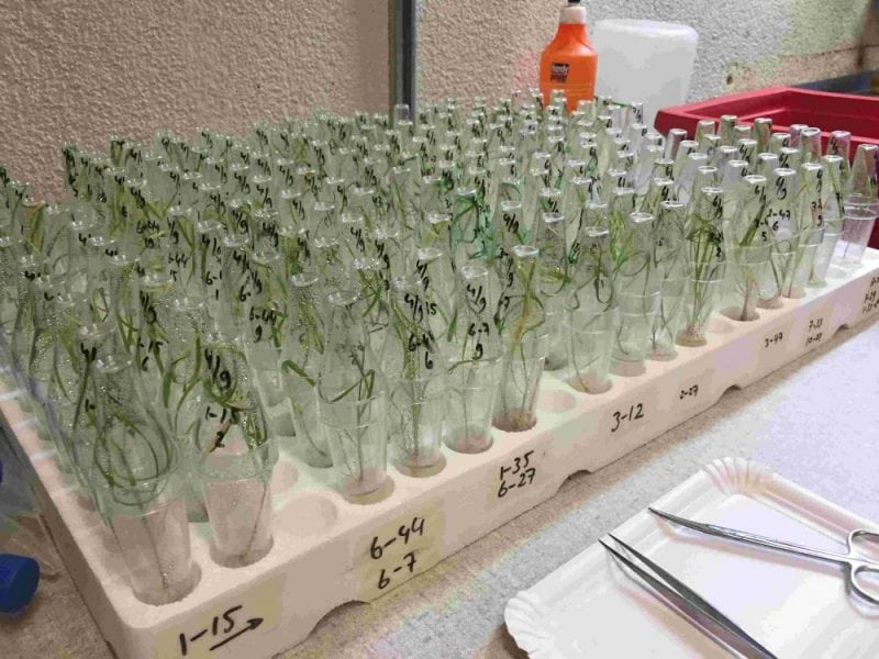 Doubled Haploid Production In Perennial Ryegrass - Science Trends
