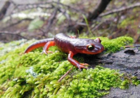 Understanding Microbial Communities Living on Amphibian Skin - Science ...