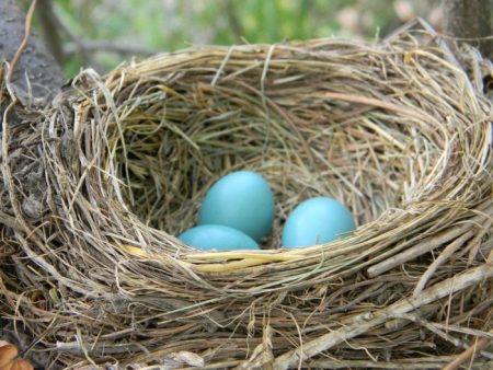Tracking The Use Of Garbage In Nest-Building Among Bird Species ...