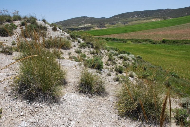 Restoration Of Gypsum Habitats: Slope And Aspect Influence The Recovery ...