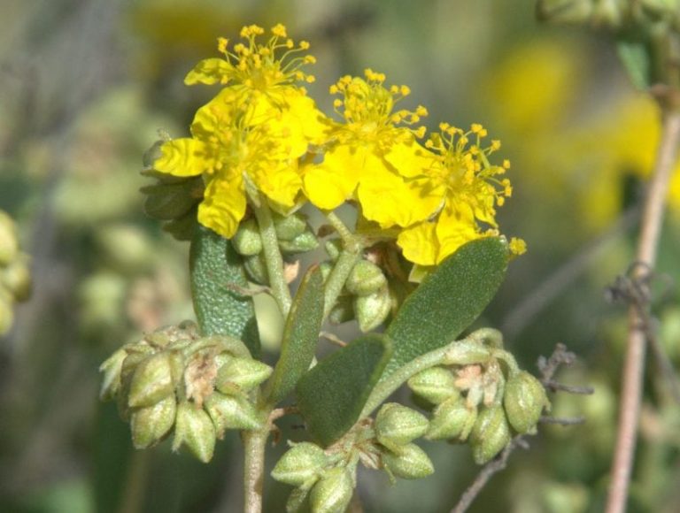 Restoration Of Gypsum Habitats: Slope And Aspect Influence The Recovery ...