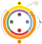 What Happens During Interphase Of A Cell Cycle? - Science Trends
