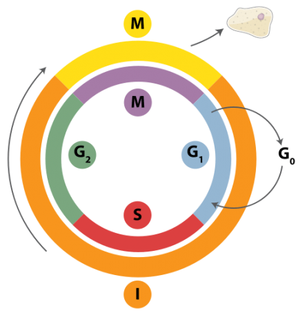 What Happens During Interphase Of A Cell Cycle? - Science Trends