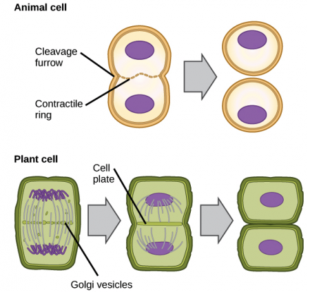 What Happens During Interphase Of A Cell Cycle? - Science Trends