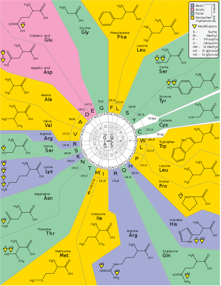 Codon Chart Table The Nucleotides Within Dna And Rna Science Trends