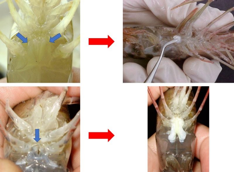 The Manual Method For Shrimp Spermatophore Extrusion May Cause ...