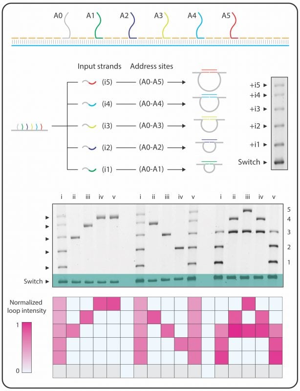 A DNA-Based Display Console For Molecular Readouts - Science Trends