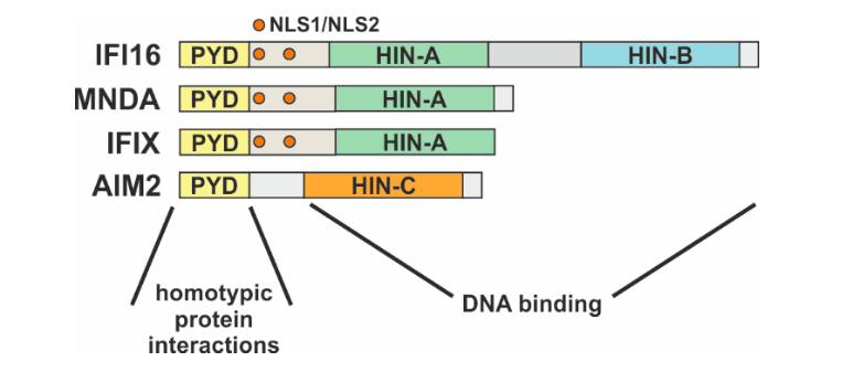The Human PYHIN Proteins: Our Cellular Guardians Against DNA Viruses ...
