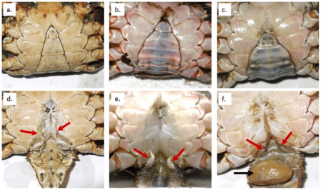 Zombie Crabs And How To Identify Them - Science Trends
