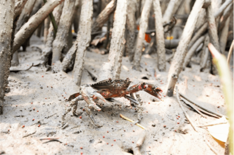 Zombie Crabs And How To Identify Them - Science Trends
