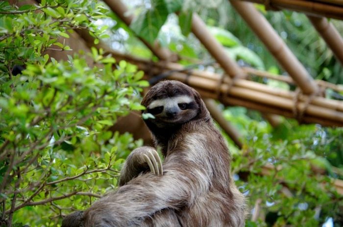 Humans Chased Massive Sloths Thousands Of Years Ago | Science Trends