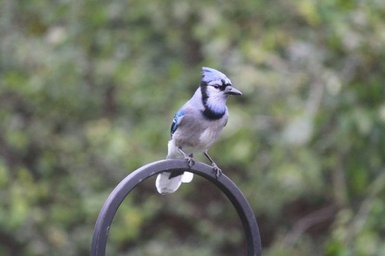 How To Distinguish A Female Blue Jay Bird From A Male - Science Trends