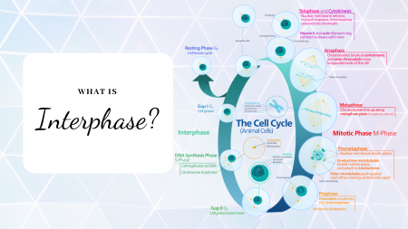 What Happens During Interphase Of A Cell Cycle? - Science Trends