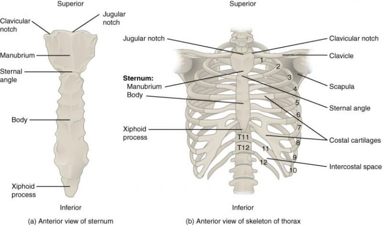 Labeled Human Skeleton - Science Trends