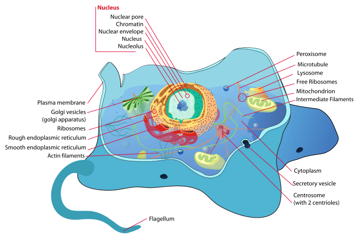 3D Animal Cell Project (Model) - Science Trends