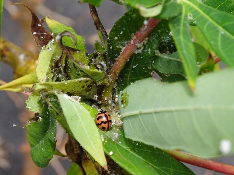Calling On Nature To Combat Insect Pests In Vietnam’s Cassava Crop ...