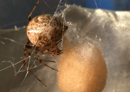 How To Make Stripes In A Field Of Cells: A Spider Species For Research ...