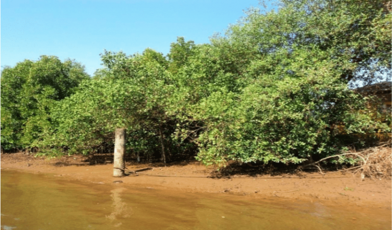 Mangrove Pneumatophores: Oases Of Biodiversity In Mangrove Mud ...