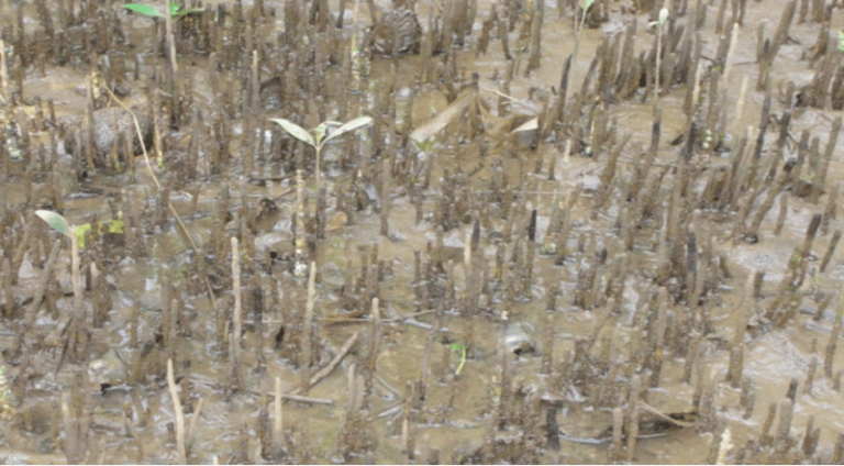 Mangrove Pneumatophores: Oases Of Biodiversity In Mangrove Mud ...