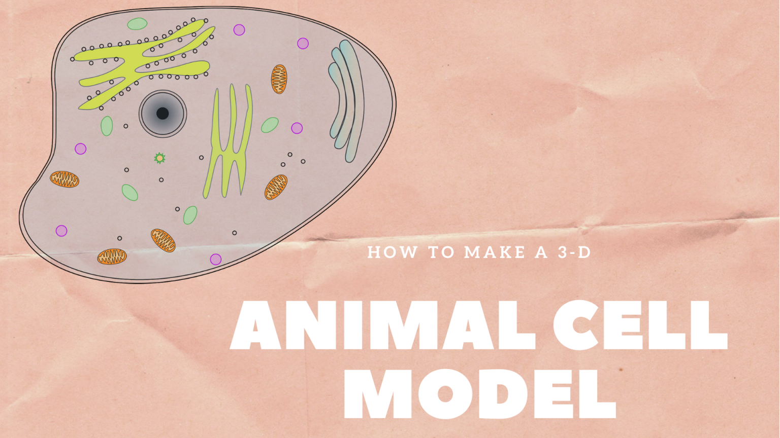 3D Animal Cell Project (Model) - Science Trends