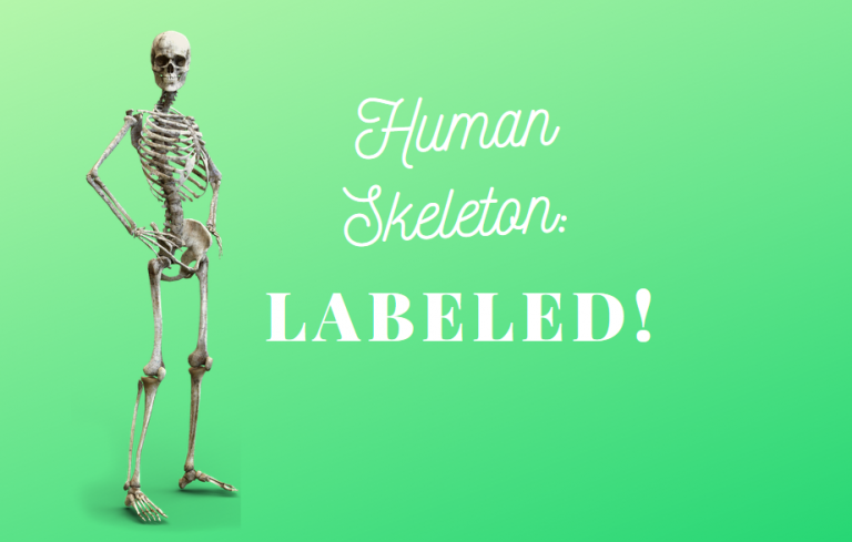 Labeled Human Skeleton - Science Trends
