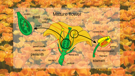 The Parts Of A Flower With Diagrams | Science Trends