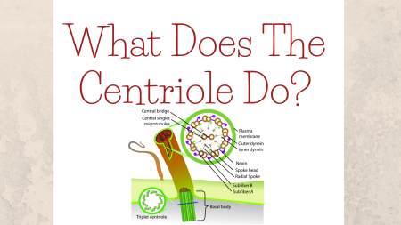The Function Of Centrioles - Science Trends
