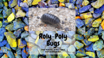 The Roly-Poly Bug - Science Trends