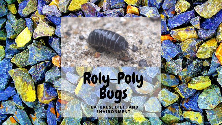 The Roly-Poly Bug - Science Trends