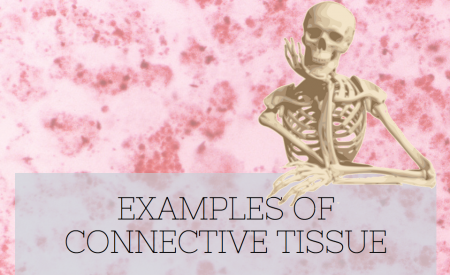 Types Of Connective Tissue With Examples | Science Trends