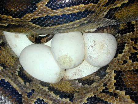 Snake Eggs: How To Identify With Pictures - Science Trends