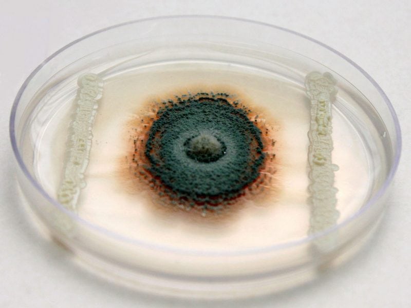 Citrus War: The Fight Against Lemon Fungi Using Sustainable Biological ...