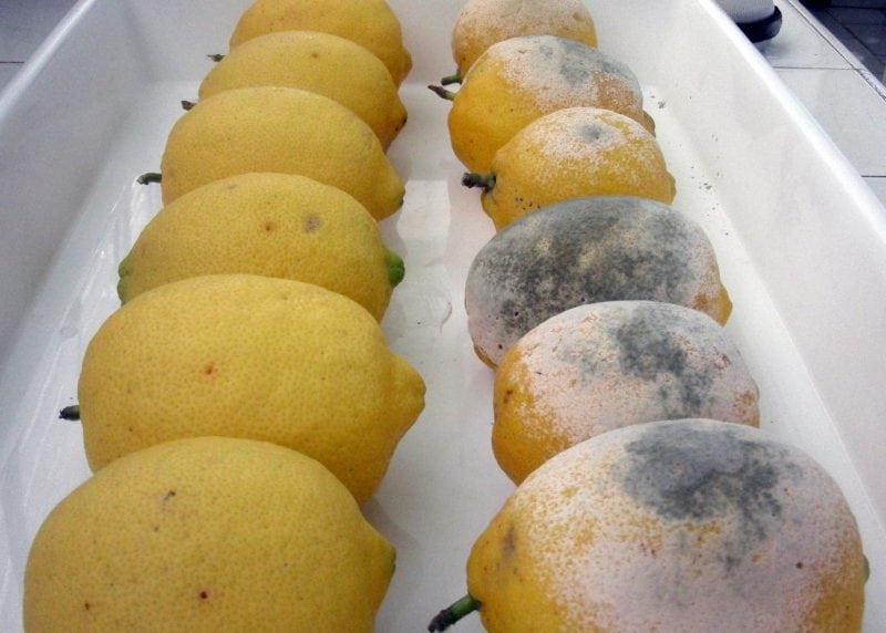 Citrus War: The Fight Against Lemon Fungi Using Sustainable Biological ...