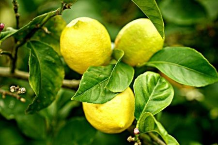 Citrus War: The Fight Against Lemon Fungi Using Sustainable Biological ...