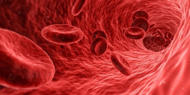 Types Of Connective Tissue With Examples | Science Trends