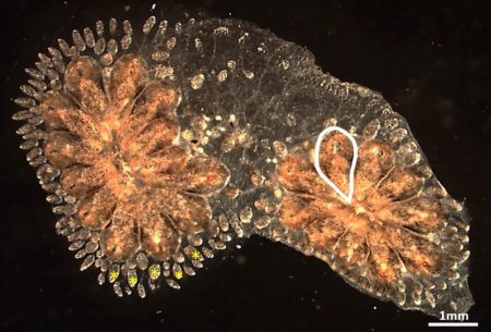 The Modular Animal That Lives And Dies, Then Lives Again - Science Trends