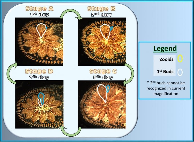 The Modular Animal That Lives And Dies, Then Lives Again - Science Trends