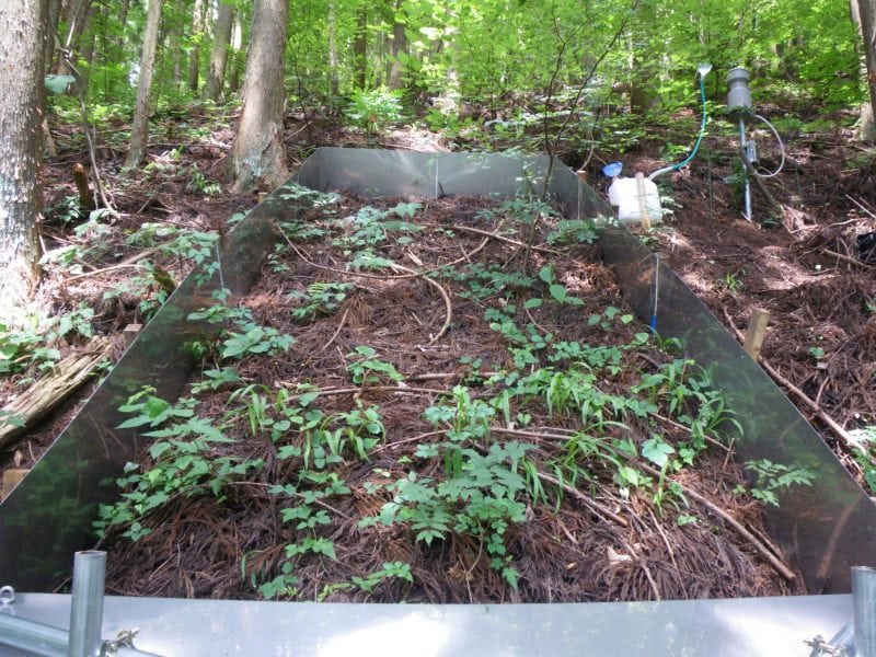 Evaluating Different Radiocesium Decontamination Practices In A Forest ...
